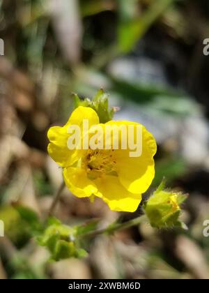 slender cinquefoil (Potentilla gracilis) Plantae Stock Photo - Alamy