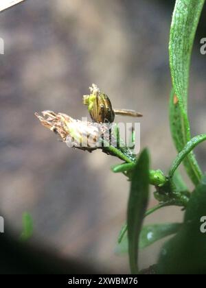 Rand's goldenrod (Solidago randii) Plantae Stock Photo - Alamy