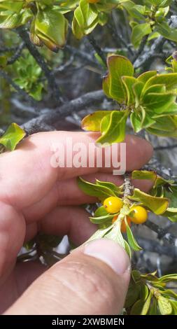 Pilo (Coprosma montana) Plantae Stock Photo - Alamy