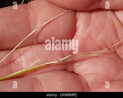 Matgrass (Nardus stricta) Plantae Stock Photo - Alamy