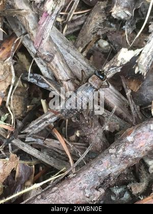 Wood Cricket (Nemobius sylvestris) Insecta Stock Photo - Alamy