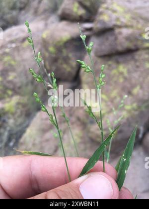 Arizona signalgrass (Urochloa arizonica) Plantae Stock Photo - Alamy