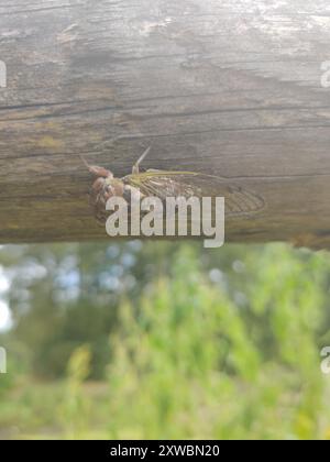 Olympic Scrub Cicada (Diceroprocta olympusa) Insecta Stock Photo - Alamy