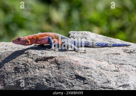 Red Agama lizard, Central Serengeti Plains, Tanzania Stock Photo - Alamy