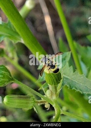 European tube wasp (Ancistrocerus gazella) Insecta Stock Photo - Alamy