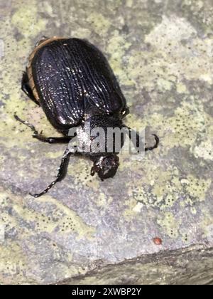 Rough Hermit Beetle (Osmoderma scabra) Insecta Stock Photo - Alamy