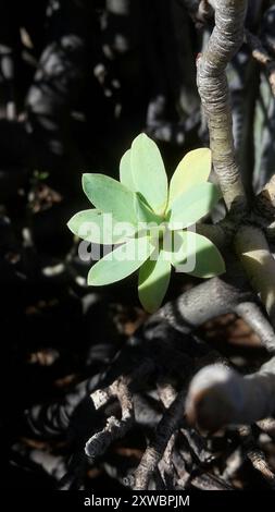 balsam spurge (Euphorbia balsamifera) Plantae Stock Photo - Alamy