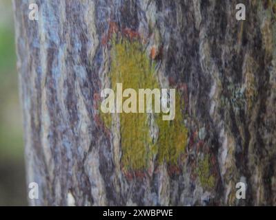 Rash Lichens (Pyrenula) Fungi Stock Photo - Alamy