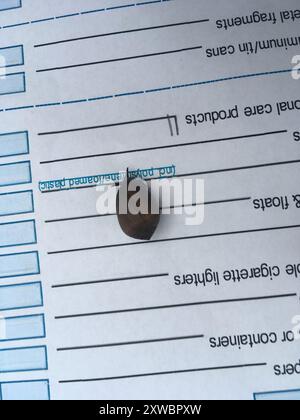 Coffee Bean Snail (Melampus coffea) Mollusca Stock Photo - Alamy