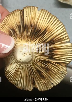 Blue-green Cracking Russula (Russula parvovirescens) Fungi Stock Photo ...