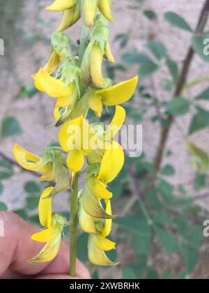 Streaked Rattlepod (Crotalaria pallida) Plantae Stock Photo - Alamy