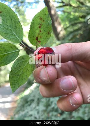 western burning bush (Euonymus occidentalis) Plantae Stock Photo - Alamy