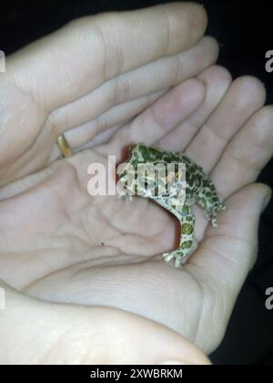 Balearic Green Toad (Bufotes viridis balearicus) Amphibia Stock Photo ...