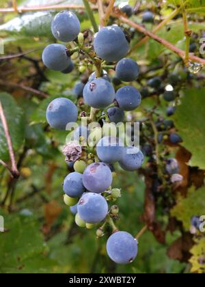 riverbank grape (Vitis riparia) Plantae Stock Photo - Alamy
