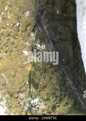 Northern Hog Sucker (Hypentelium nigricans) Actinopterygii Stock Photo ...