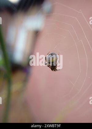 Common Hairy Field Spider (Neoscona subfusca) Arachnida Stock Photo - Alamy