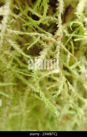 Douglas' Neckera Moss (Neckera douglasii) Plantae Stock Photo - Alamy