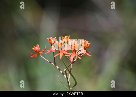 fewflower milkweed (Asclepias lanceolata), Plantae, Florida, US Stock ...