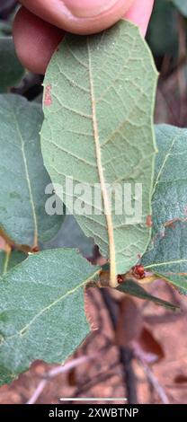 Arizona white oak (Quercus arizonica) Plantae Stock Photo - Alamy