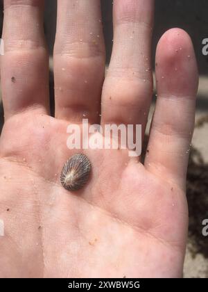Western Atlantic Striped False Limpet (Siphonaria naufragum) Mollusca ...