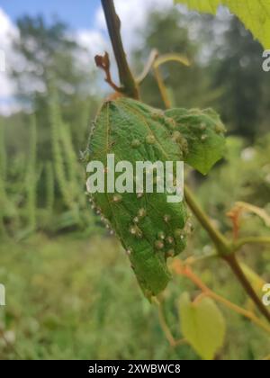 Grape Midge Galls (Vitisiella) Insecta Stock Photo - Alamy