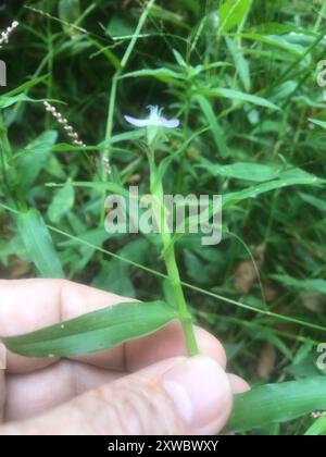marsh dewflower (Murdannia keisak) Plantae Stock Photo - Alamy