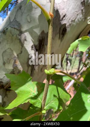 Arizona sycamore (Platanus wrightii) Plantae Stock Photo - Alamy