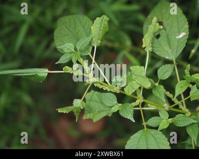 false nettle (Boehmeria cylindrica), Plantae, Dr. Julian G. Bruce St ...