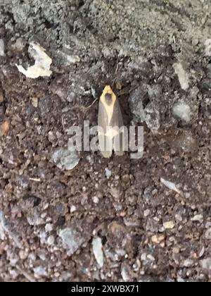 Thin-banded Lichen Moth (Cisthene tenuifascia) Insecta Stock Photo - Alamy
