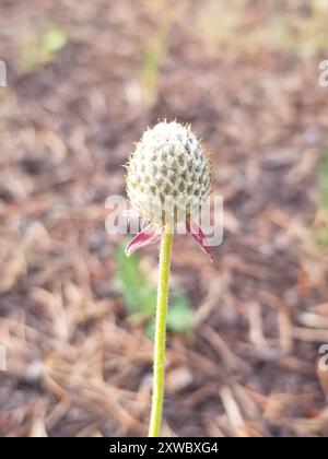 Cutleaf Anemone (Anemone multifida) Plantae Stock Photo - Alamy