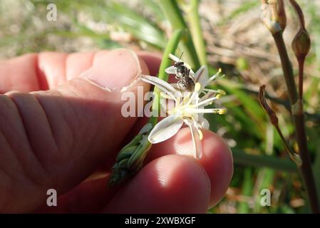 Branch Capespinach (Trachyandra divaricata) Plantae Stock Photo - Alamy