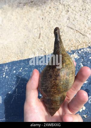 True Tulip (Fasciolaria tulipa) Mollusca Stock Photo - Alamy