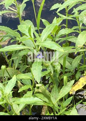 Waterpod (Hydrolea quadrivalvis) Plantae Stock Photo - Alamy