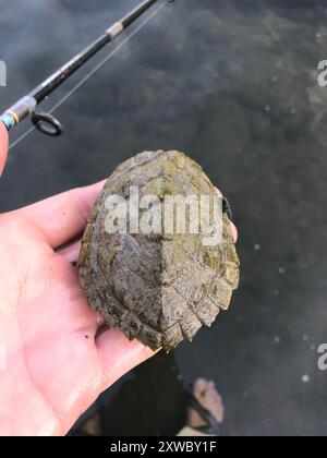 Cagle's Map Turtle (Graptemys caglei) Reptilia Stock Photo - Alamy