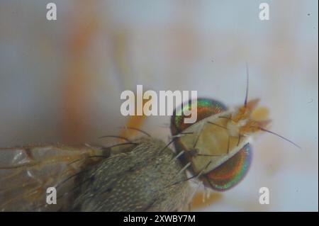 Bur-marigold Fly (Dioxyna bidentis) Insecta Stock Photo - Alamy