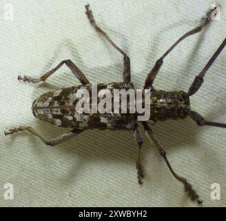 Southern Pine Sawyer (Monochamus titillator) Insecta Stock Photo - Alamy