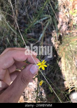 Silkgrasses (Pityopsis) Plantae Stock Photo - Alamy