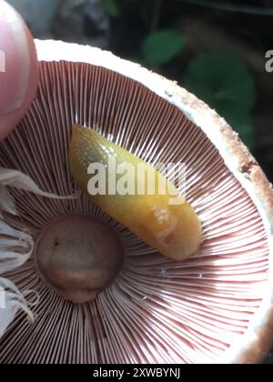 Lemon Slug (Malacolimax tenellus) Mollusca Stock Photo - Alamy