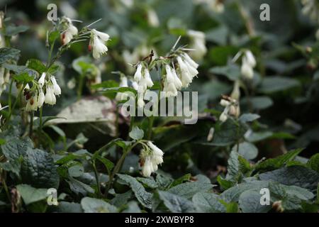 Creeping Comfrey (Symphytum grandiflorum) Plantae Stock Photo - Alamy