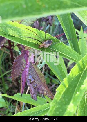 European Harvestman (Phalangium opilio) Arachnida Stock Photo - Alamy