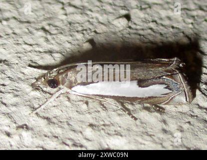 (Classeya quadricuspis) Insecta Stock Photo - Alamy