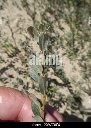 (Salix repens argentea) Plantae Stock Photo - Alamy