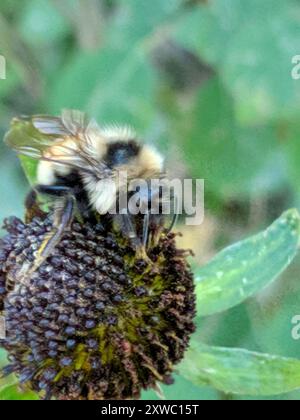 Indiscriminate Cuckoo Bumble Bee (Bombus insularis) Insecta Stock Photo ...