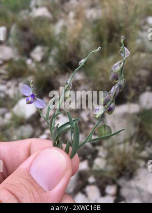 Blue Milkwort (Hebecarpa barbeyana) Plantae Stock Photo - Alamy