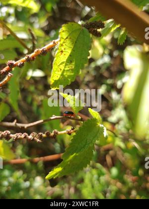 Shiny Flea Beetle (Asphaera lustrans) Insecta Stock Photo - Alamy