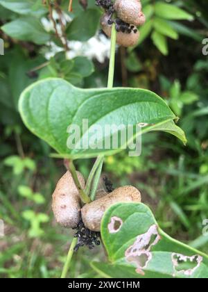 Chinese yam (Dioscorea polystachya) Plantae Stock Photo - Alamy