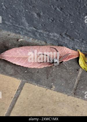 Black House Spider (Badumna insignis) Arachnida Stock Photo - Alamy