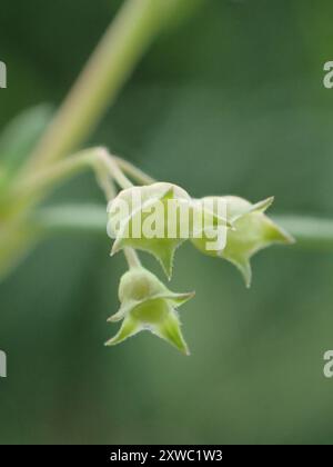 Old World Diamond Flower (Oldenlandia corymbosa) Plantae Stock Photo ...