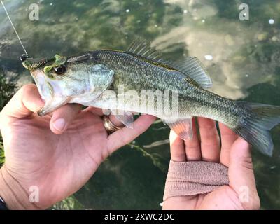 Largemouth Bass (Micropterus nigricans) Actinopterygii Stock Photo - Alamy