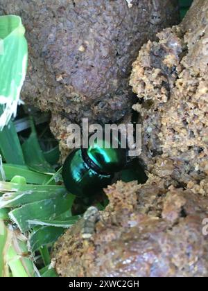 Dung Rollers (Canthon) Insecta Stock Photo - Alamy